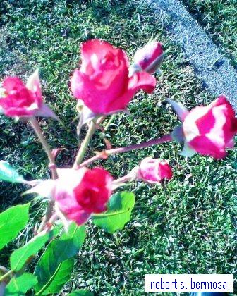 E2=Educational & Entertainment Hub: The Beautiful Flowers of Baguio ...