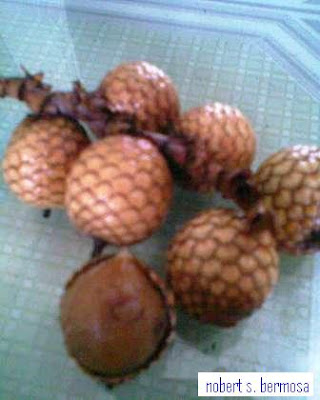 E2=Educational & Entertainment Hub: The Most Popular Fruits in the ...