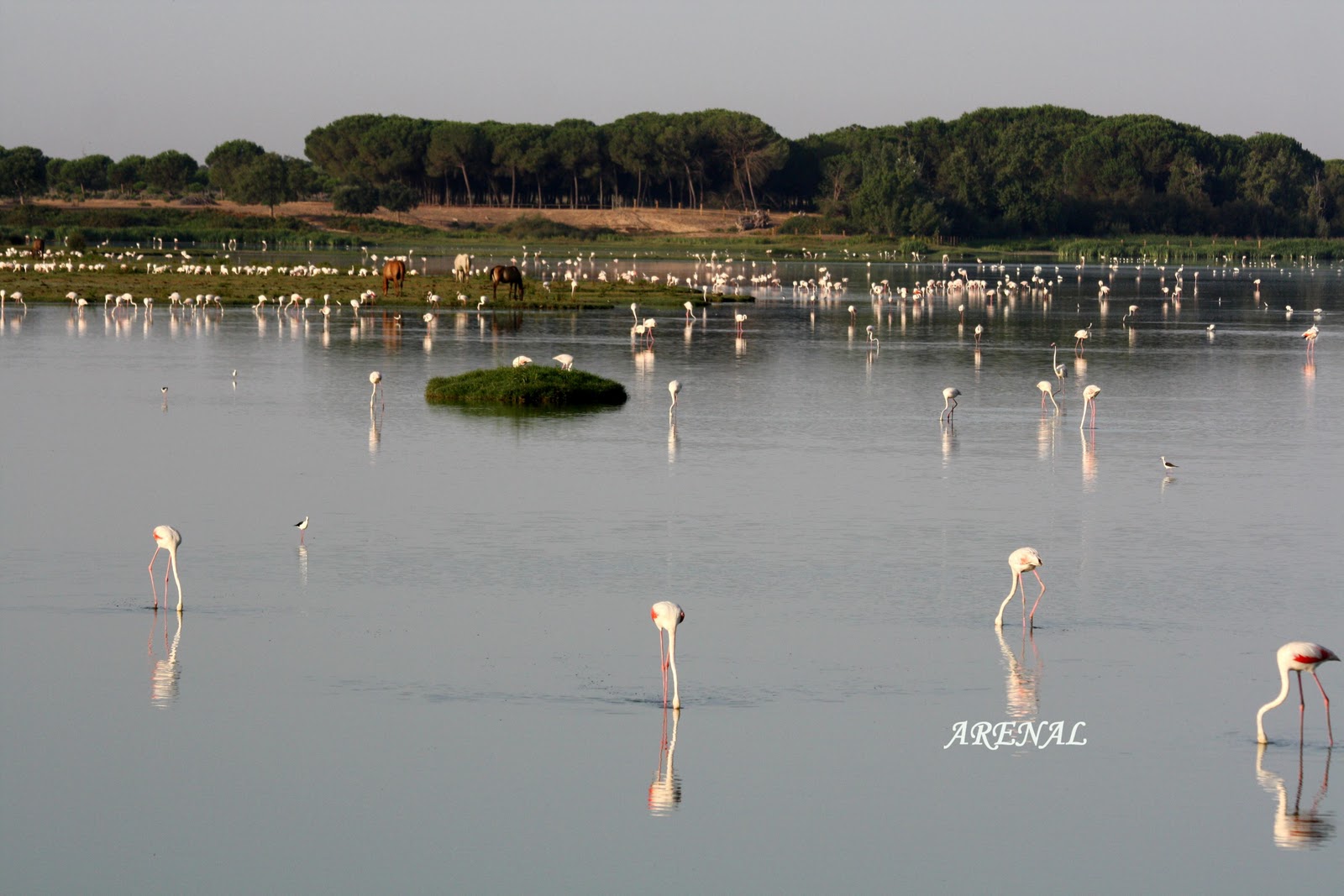 Vivencias: La marisma flamenca
