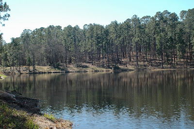 Home Range: East Texas Forests