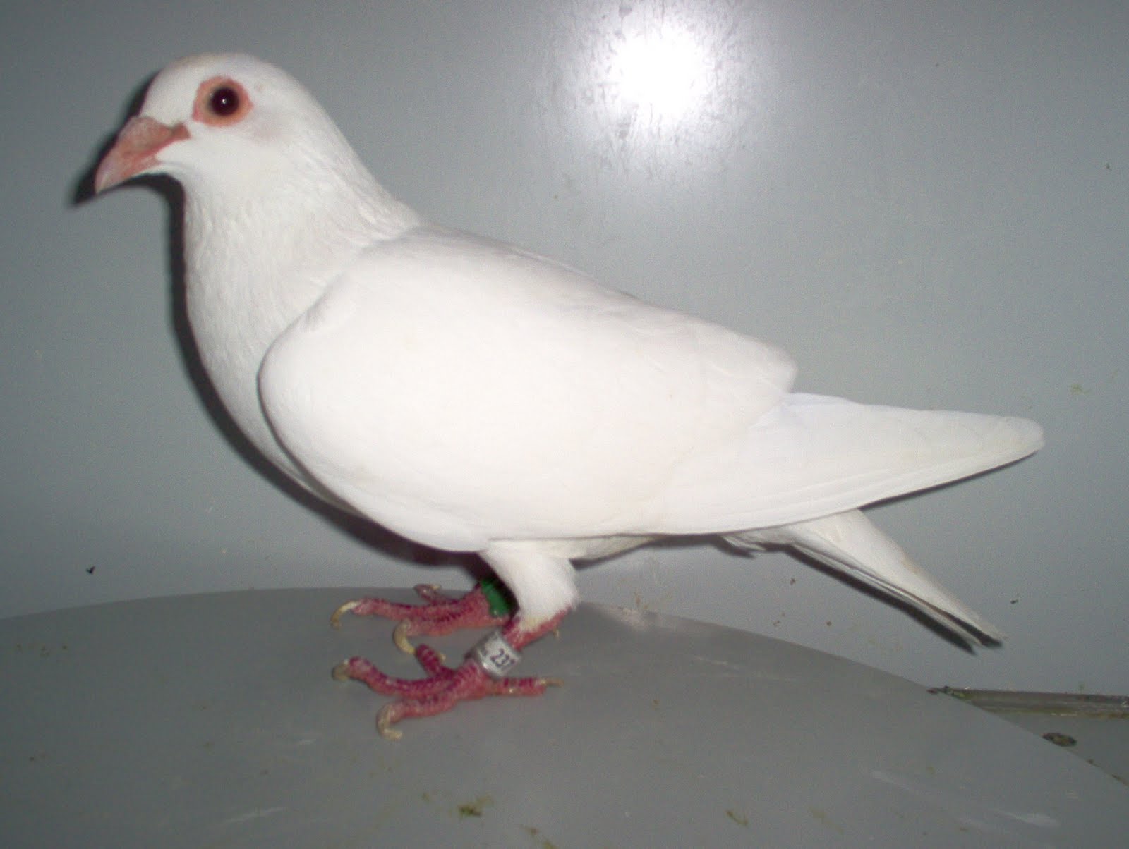 Whiteracers 237 WHT Hen ~ Racing Pigeons for Sale | Homing Pigeons for ...