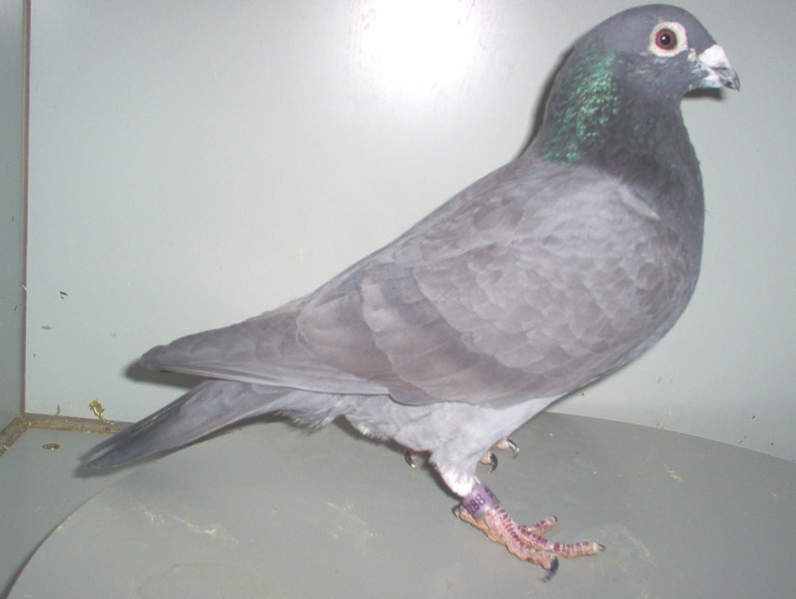 Midnight Magic ~ Racing Pigeons for Sale | Homing Pigeons for Sale ...