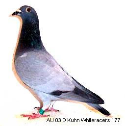 April 2010 ~ Racing Pigeons for Sale | Homing Pigeons for Sale | Racing ...