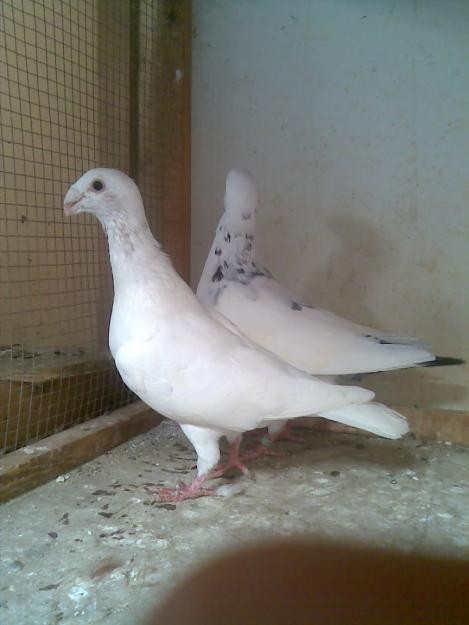 German Beauty Pigeons ~ Racing Pigeons for Sale | Homing Pigeons for ...
