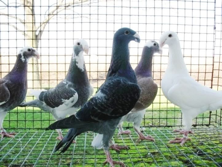 German Beauty Pigeons ~ Racing Pigeons for Sale | Homing Pigeons for ...