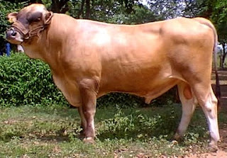 .: Ganado Raza Carora