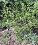 Maklumat Herba: Pohon Jeruju - The Forgotten Herbs