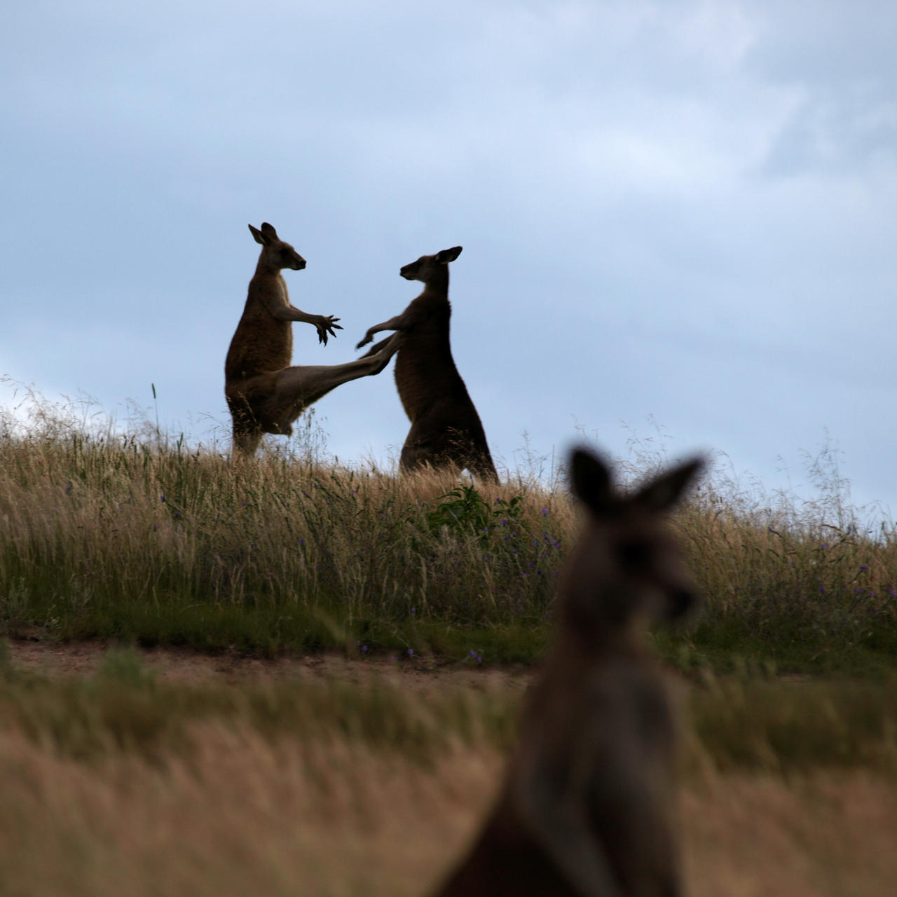 The Anslow Blog: Boxing Day - Australia