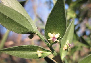 Flor de temporada: Rusco (Ruscus aculeatus) en Rentería: 20 de enero
