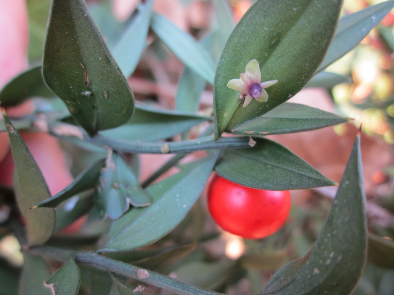 Flor de temporada: Rusco (Ruscus aculeatus) en Rentería: 20 de enero