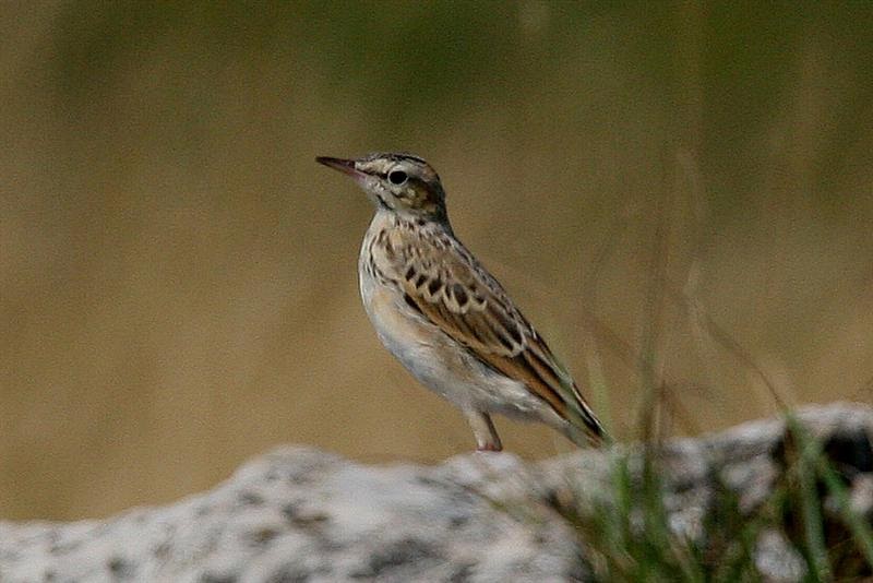 C.R.O.S. Varenna: Calandro