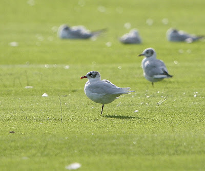 Weekend birder: Golf Course Birds