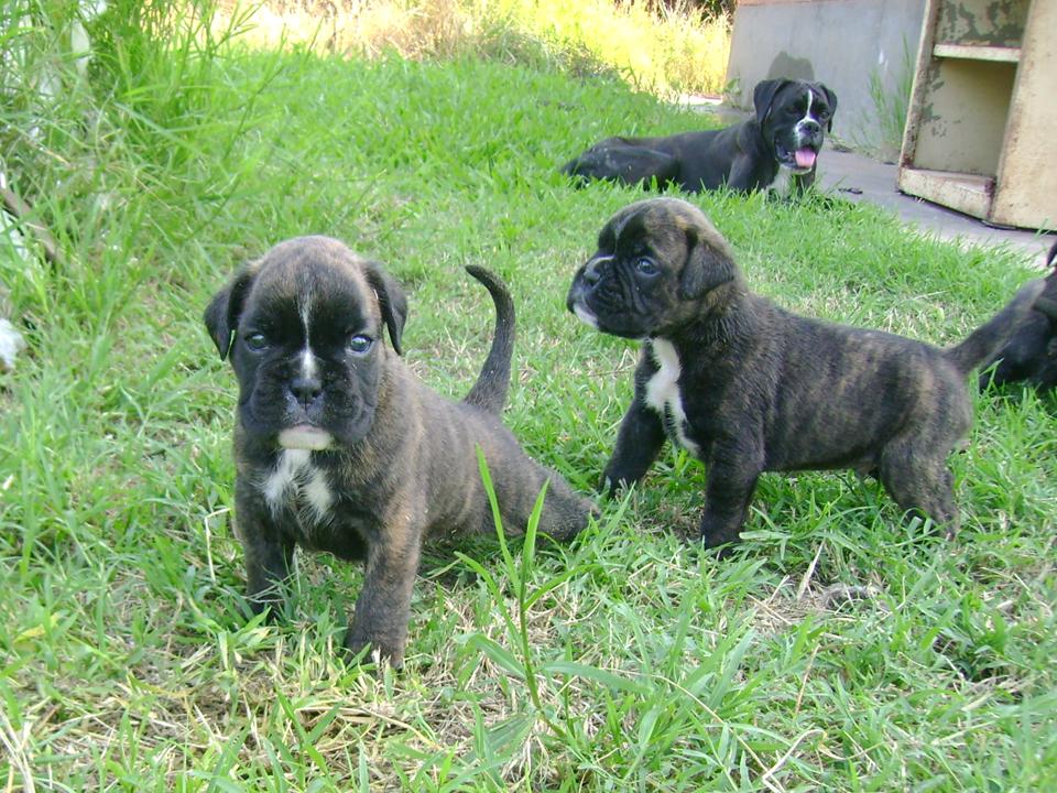 MBARETÉ BOXER: Cachorros Homero /Allfen