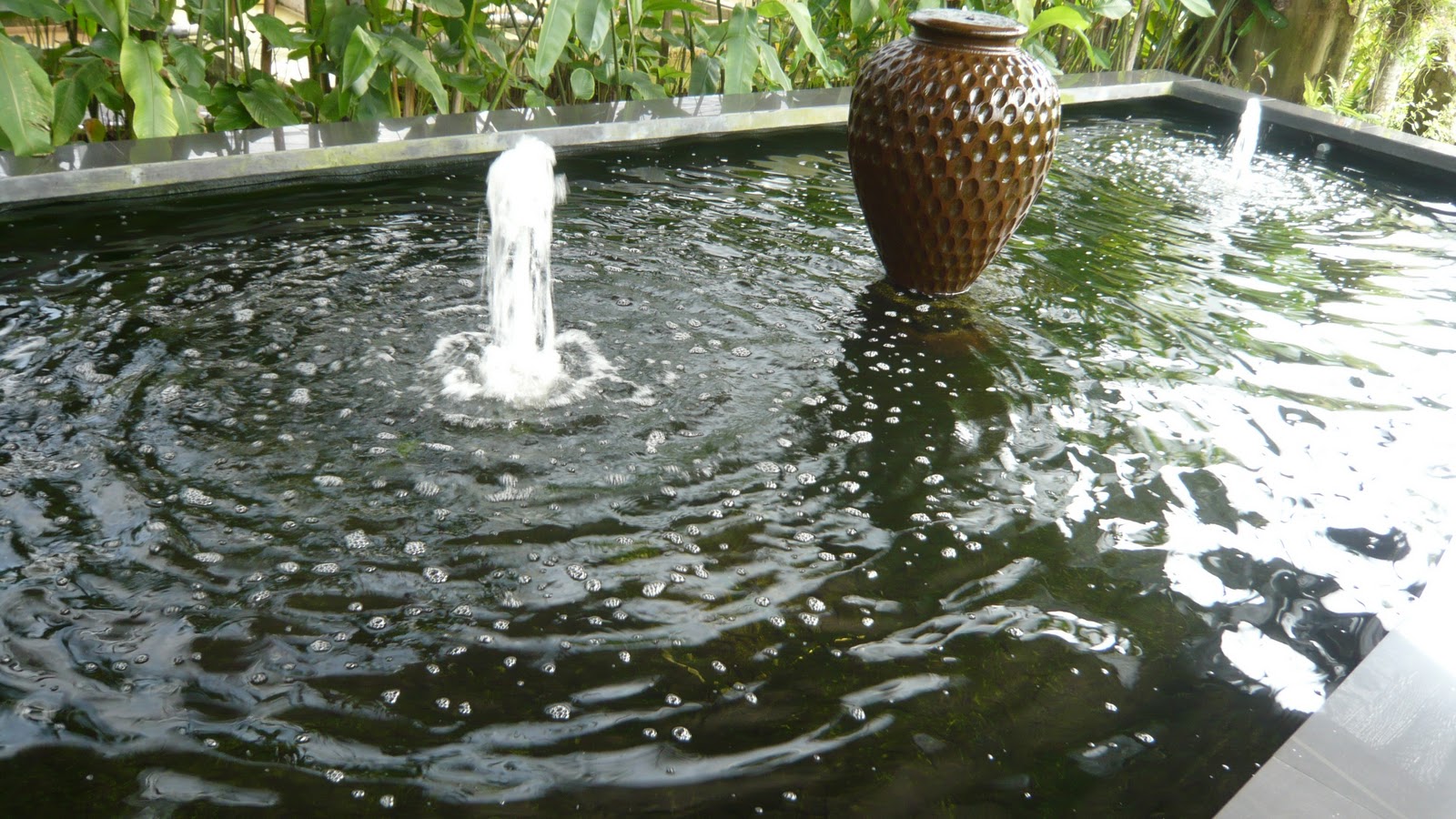 Singapore Local Tour: Farm Tour - Mainland Tropical FIsh Farm