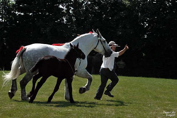 Percheron International: Cheval Plaisir