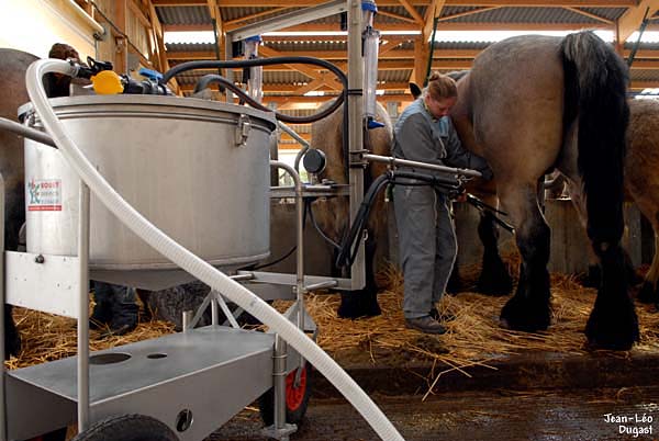 Percheron International: Chevalait Et Le Lait De Jument
