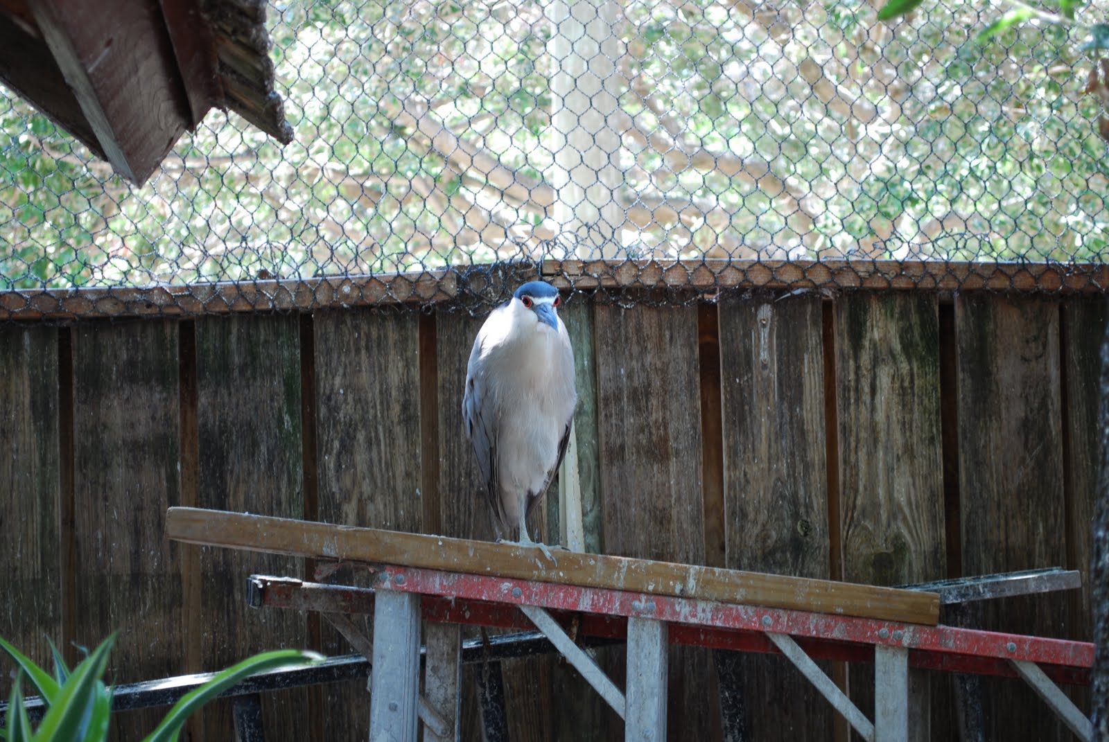 Florida Daytripping On a Dime: Suncoast Seabird Sanctuary, Indian Shores