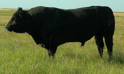 Top of Texas Gazette: Big Black Bull
