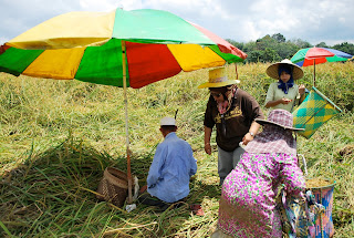 IskandarWorld: Tragedi di sawah padi