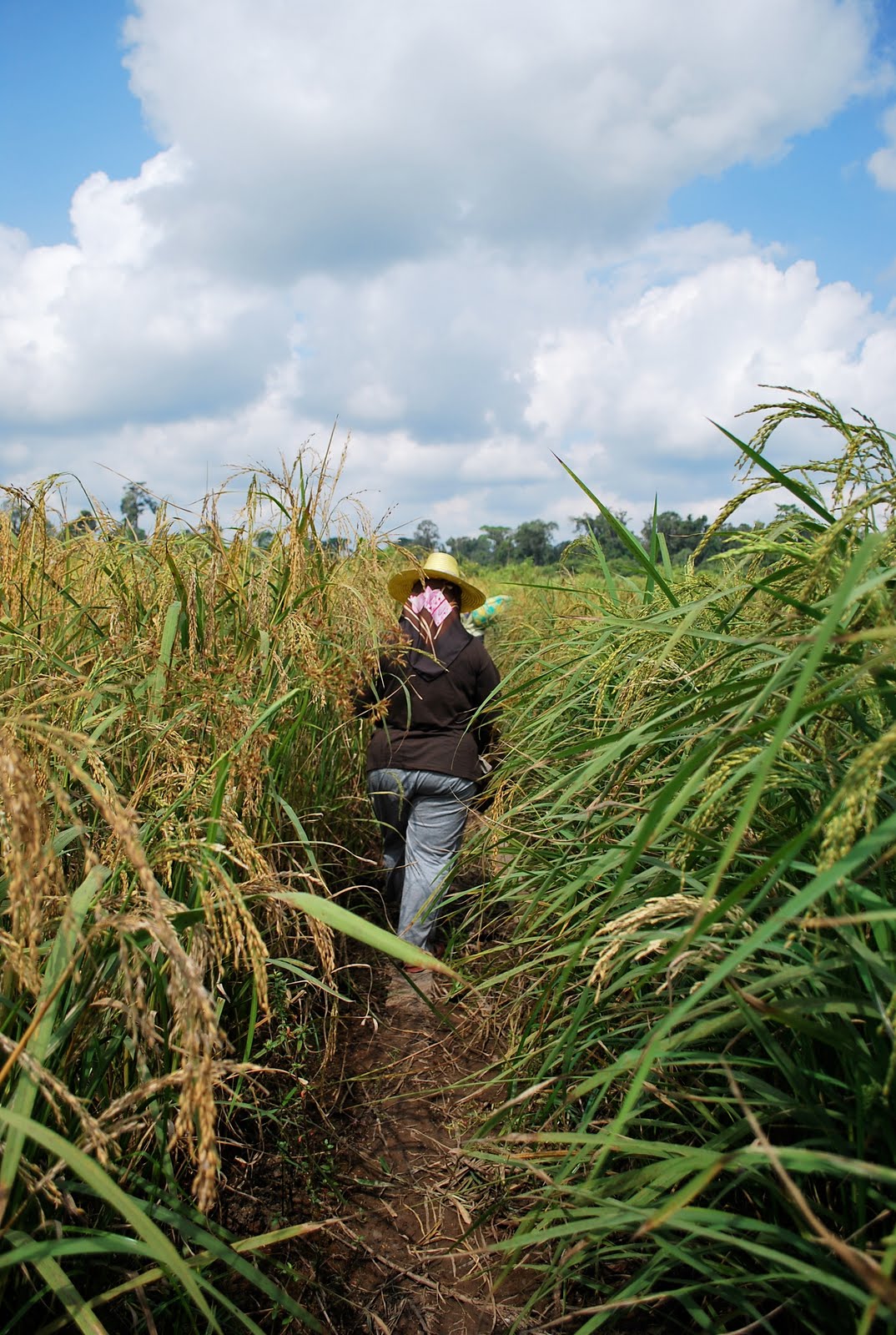IskandarWorld: Tragedi di sawah padi