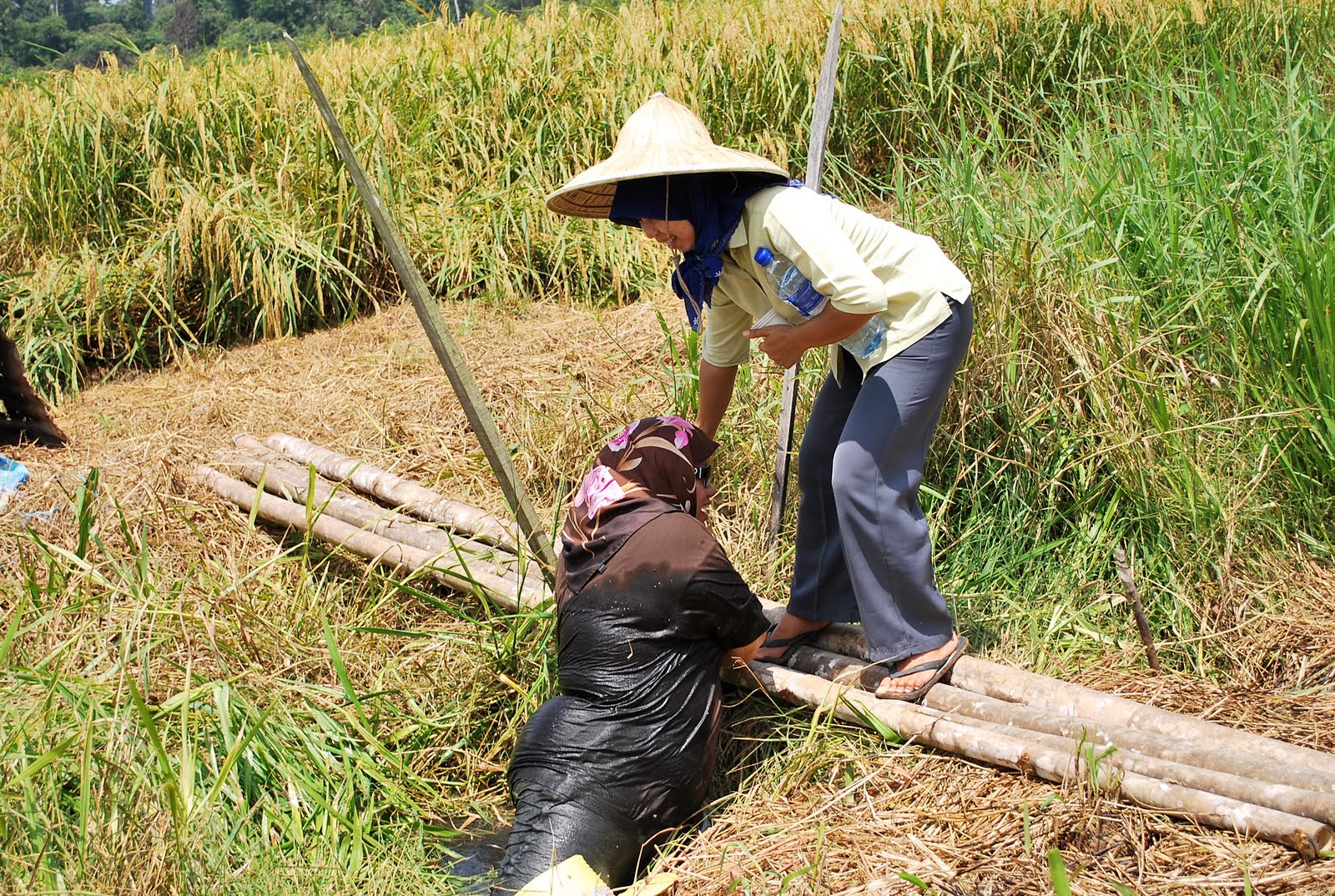 IskandarWorld: Tragedi di sawah padi