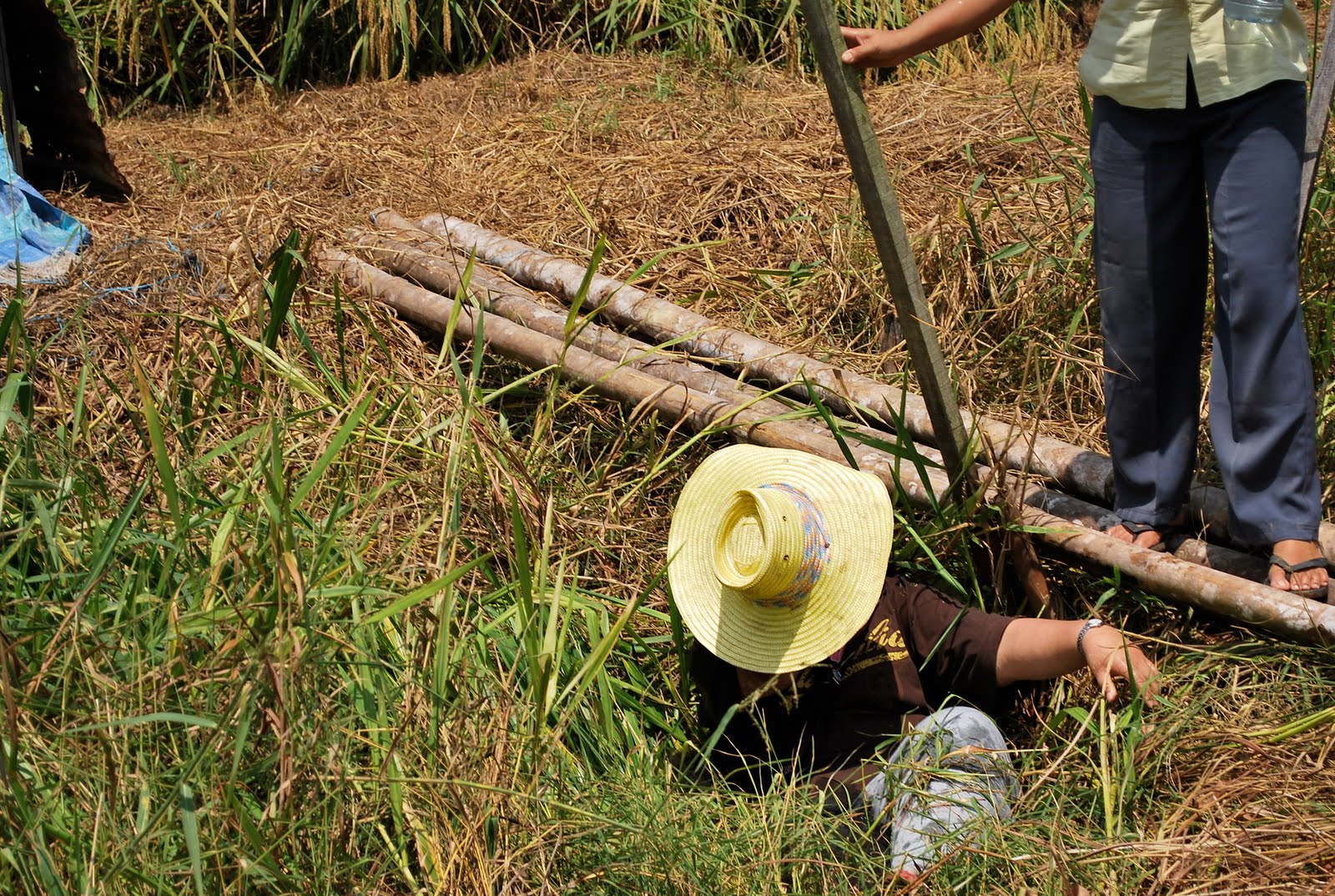 IskandarWorld: Tragedi di sawah padi