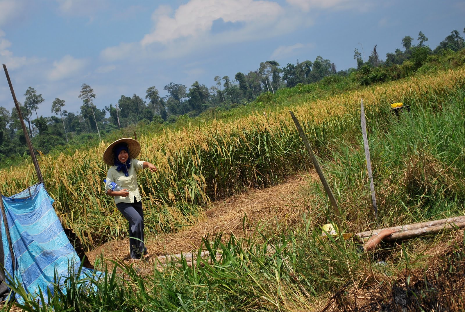 IskandarWorld: Tragedi di sawah padi
