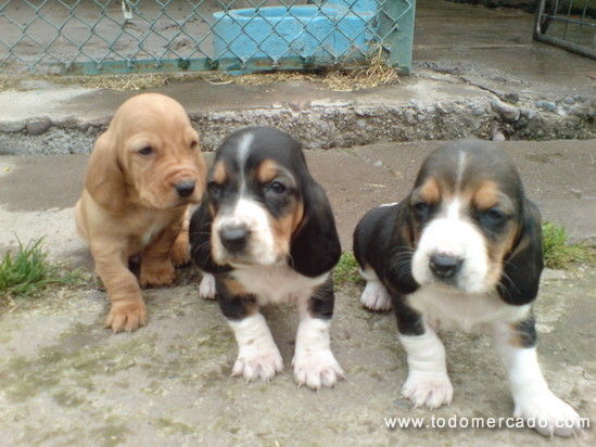 cachorritos.com: HUSH PUPPY