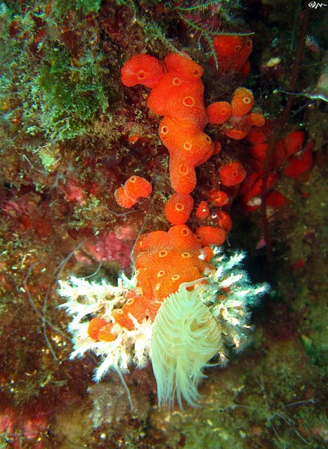 gaspargrafía: Ortiga blanca (Aiptasia mutabilis), esponja (Ircinia ...