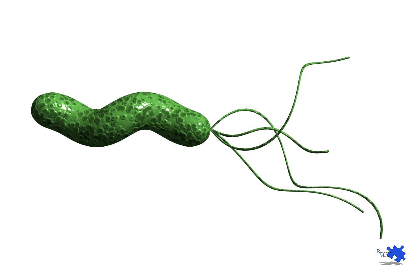 Helicobacter pylori ~ Rompecabezas Médicos