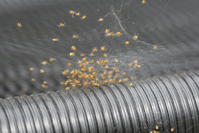 Kalimera Blogg: Nyfødte edderkopp unger