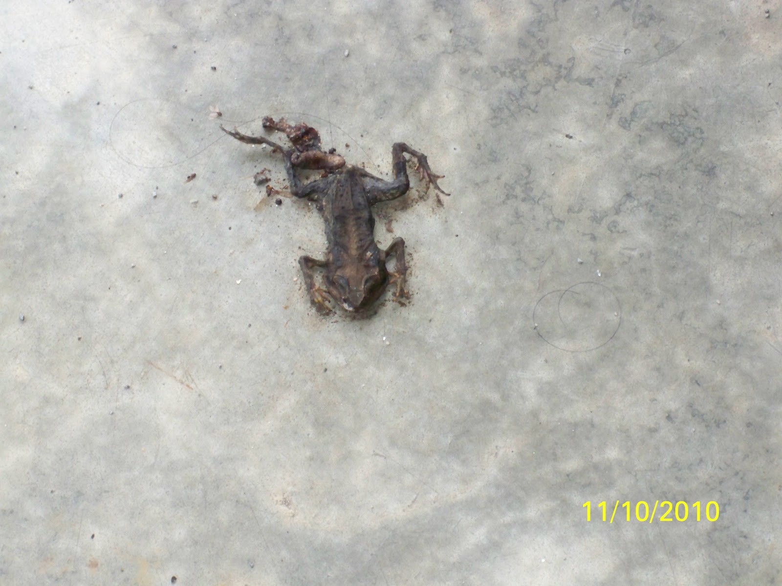 relaks..tenang..simple..: mati katak