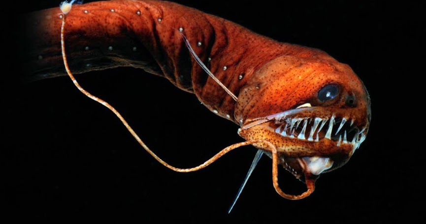 yago's web: The Deep: Extraordinary Creatures of the Abyss - Abysses ...
