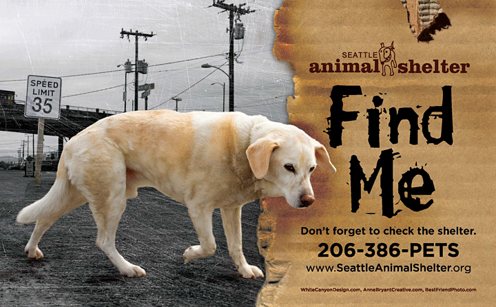 Anne Bryant Creative: Seattle Animal Shelter Awareness Campaign