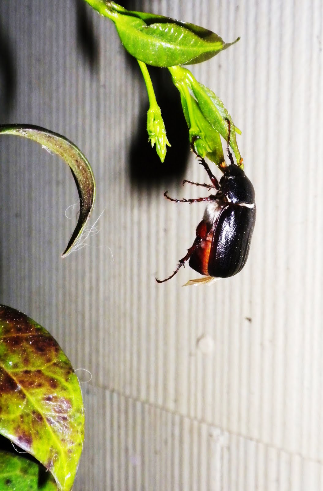 THE MITCHELL'S: Mississippi Spring/Summer Weather = BUGS