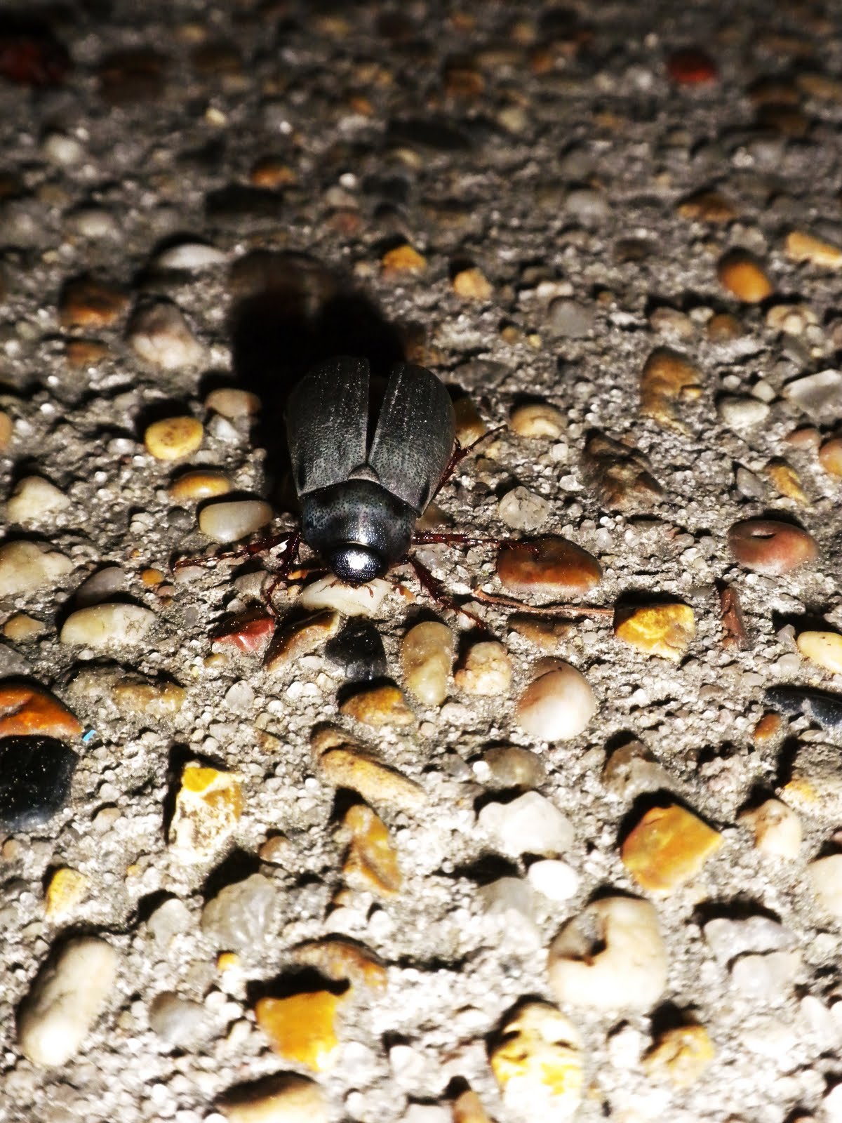 THE MITCHELL'S: Mississippi Spring/Summer Weather = BUGS