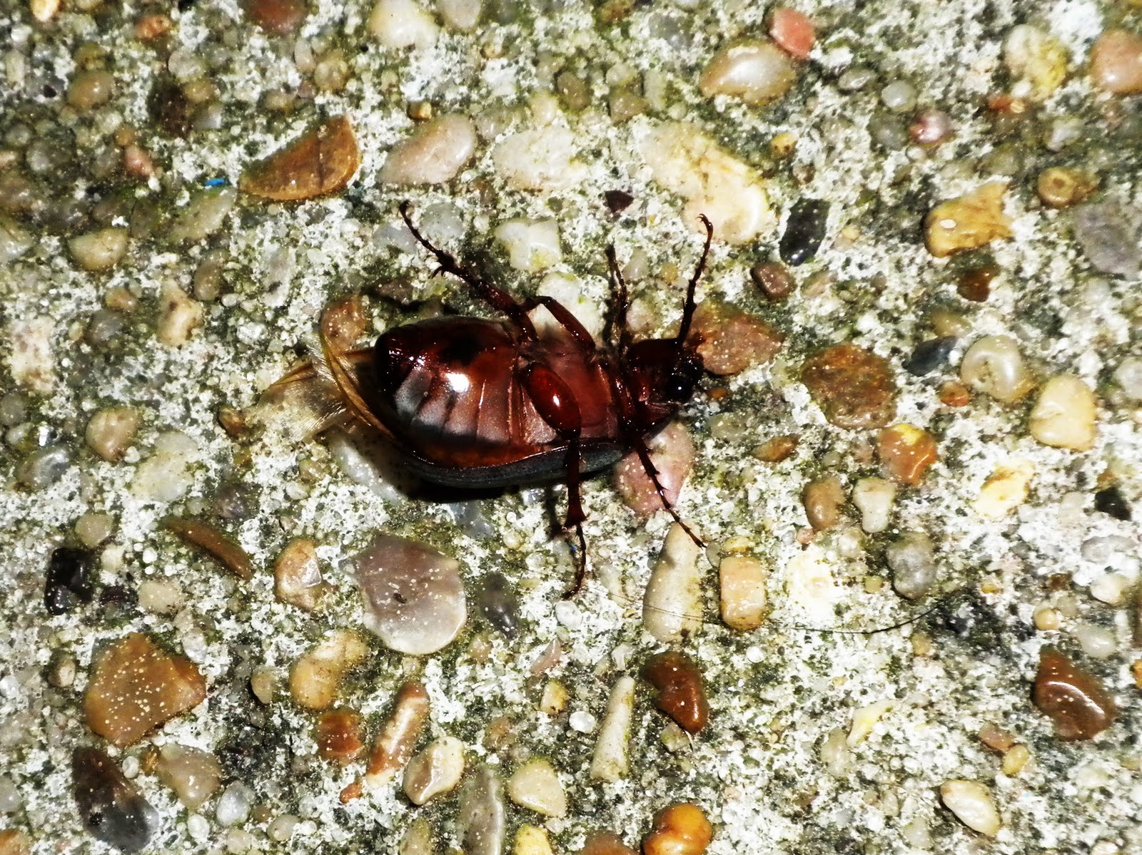 THE MITCHELL'S: Mississippi Spring/Summer Weather = BUGS