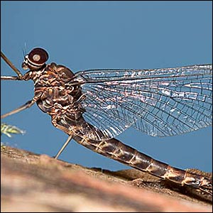 Fly Fishing Traditions: The Slate Drake and the Gray Drake Mayflies