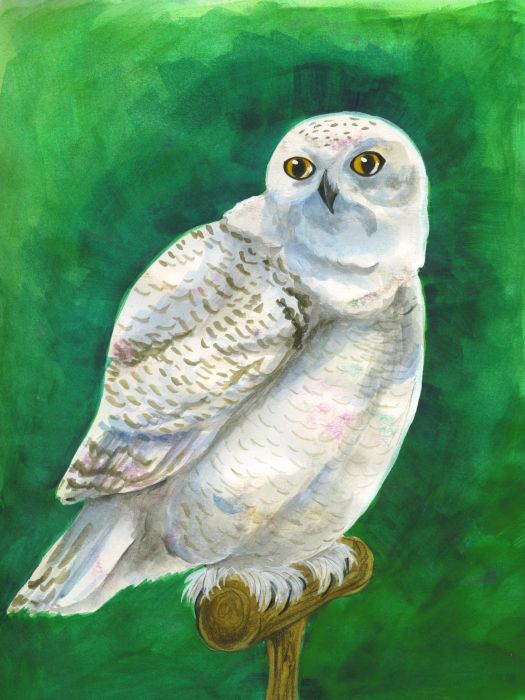 fairies n pixies: Harry Potter