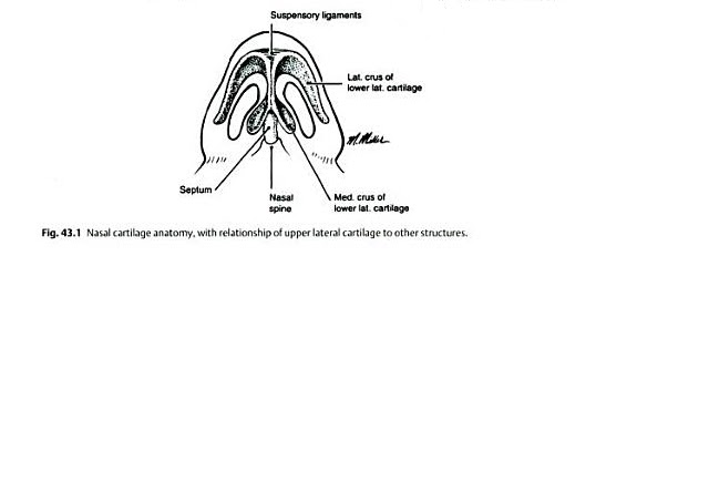Nose Revision Surgery and Surgeons: The Anatomy and Definition of Nasal ...