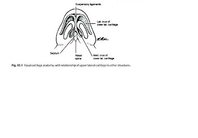 Nose Revision Surgery and Surgeons: The Anatomy and Definition of Nasal ...
