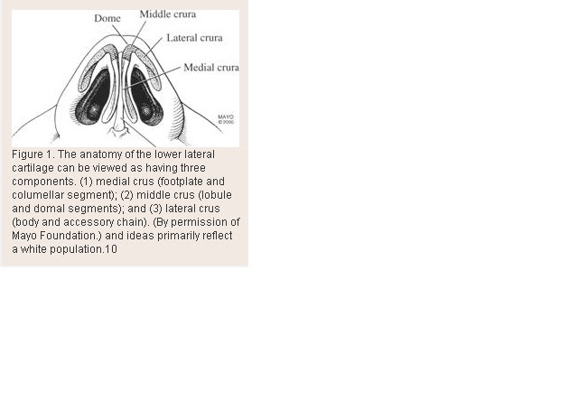 Nose Revision Surgery and Surgeons: The Anatomy and Definition of Nasal ...