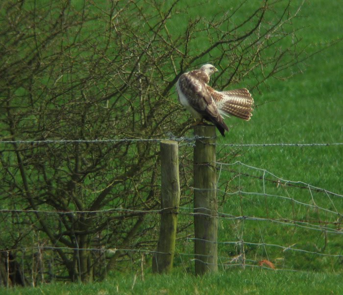 Wright's Wanderings: Pale Common Buzzard, Rutland