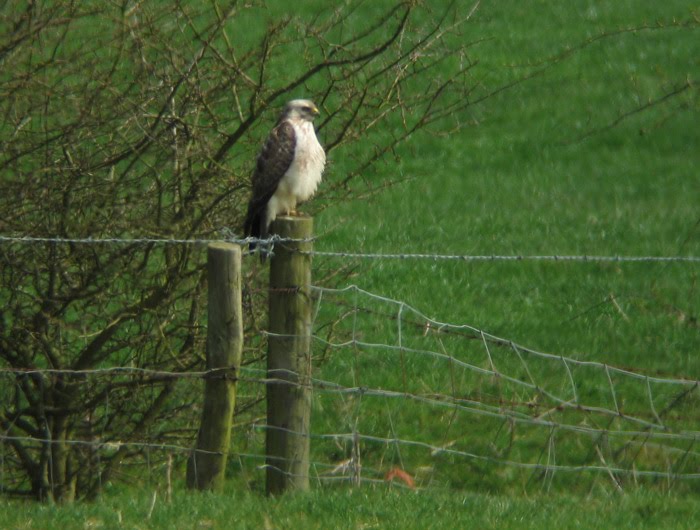 Wright's Wanderings: Pale Common Buzzard, Rutland