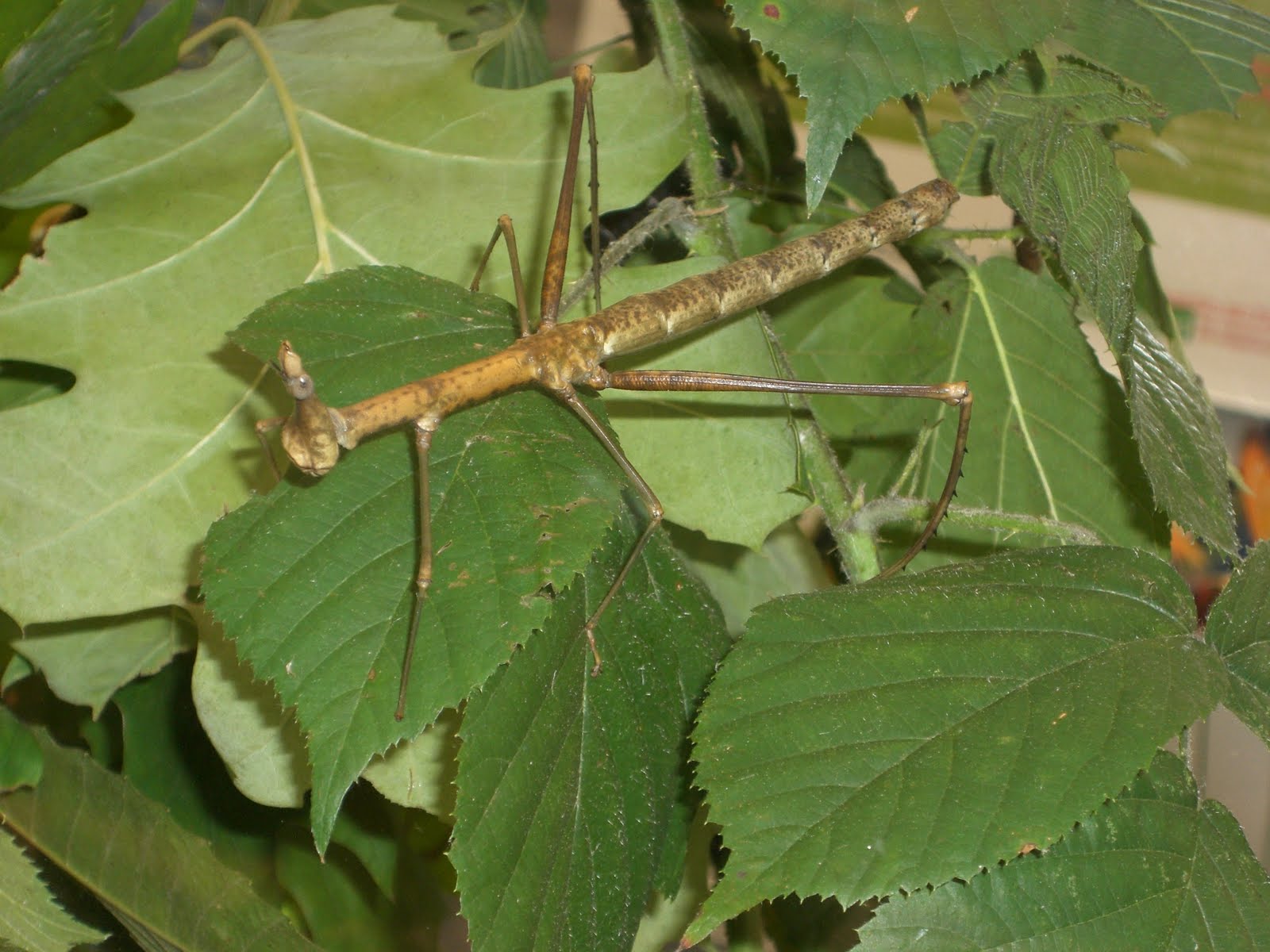 Thomas L'Aristoloche: Photo mystère : feuilles, branches ou insecte