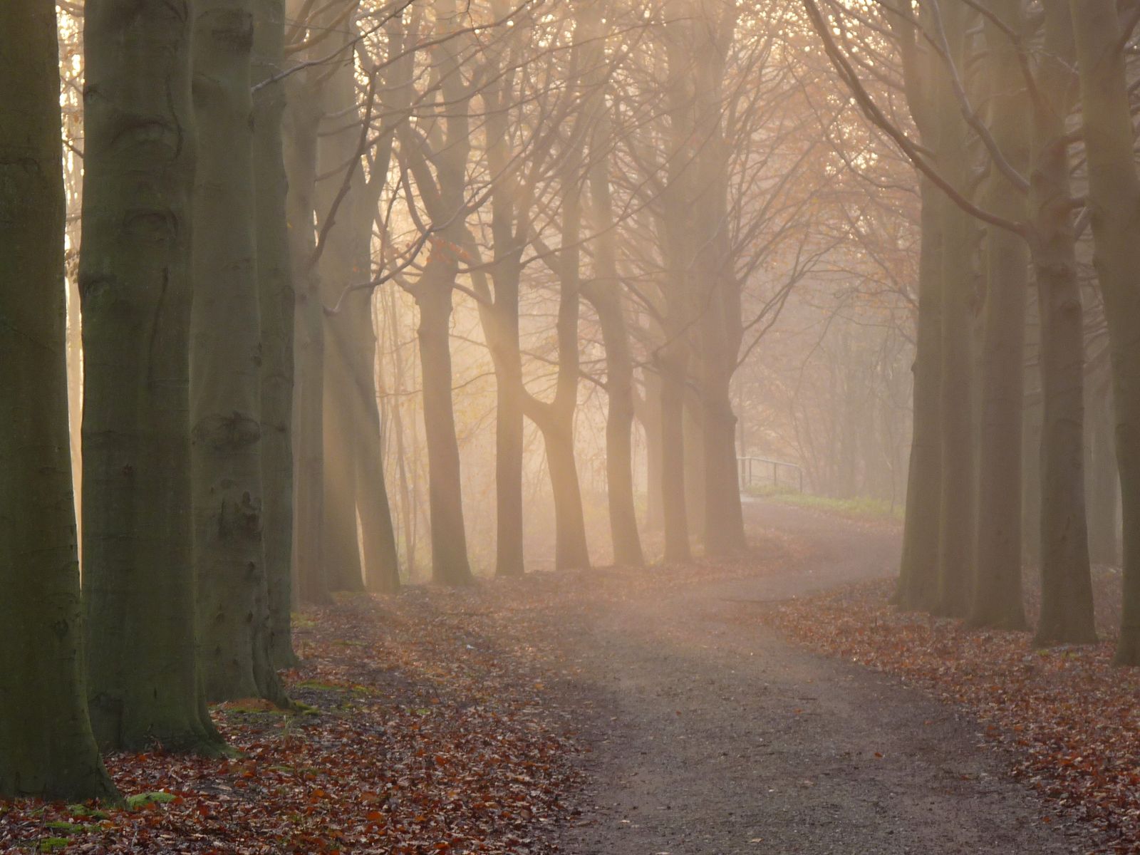 Carpe Diem: De stilte van een mistige ochtend