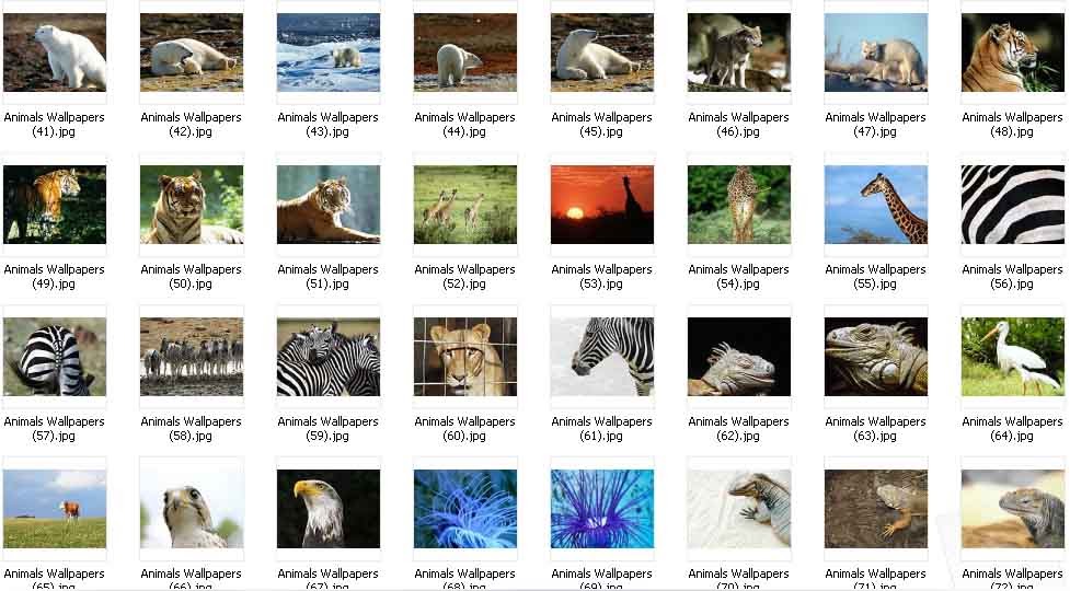 Blog-Papers: 100 Animales HD