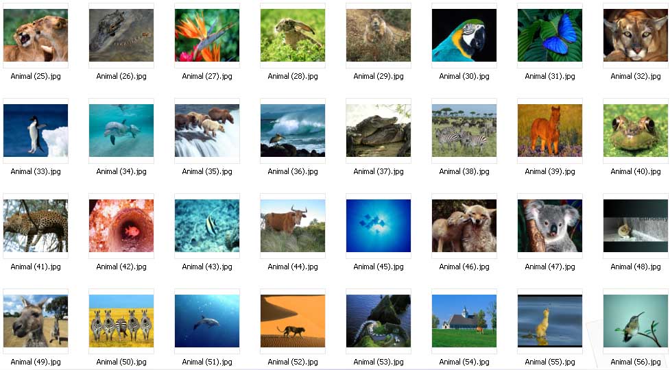 Blog-Papers: 80 Animales Variados