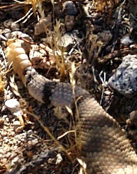 Arizona: Beetles, Bugs, Birds and more: Rare encounter: A Mojave Rattler
