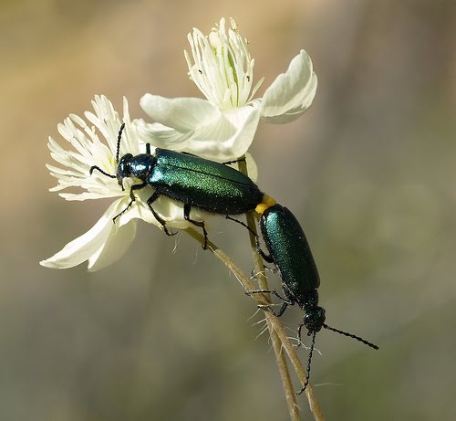 Arizona: Beetles, Bugs, Birds and more: Springtime Blister Beetles of ...